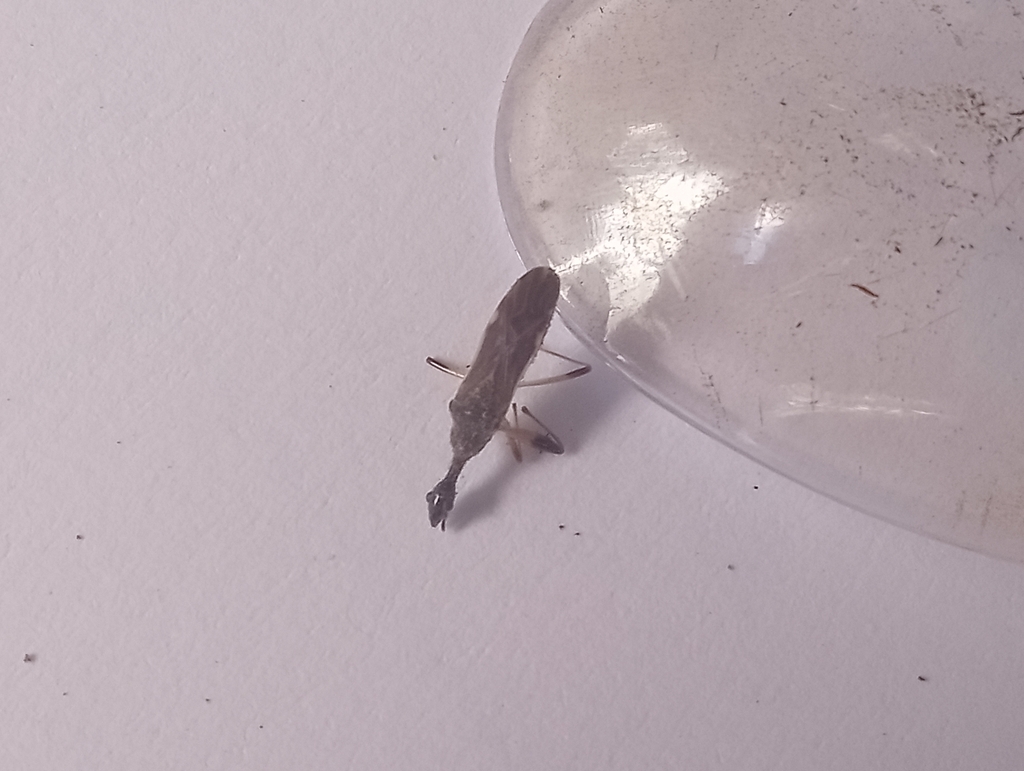 Long-necked Seed Bugs from Brookshire, TX 77423, USA on October 28 ...