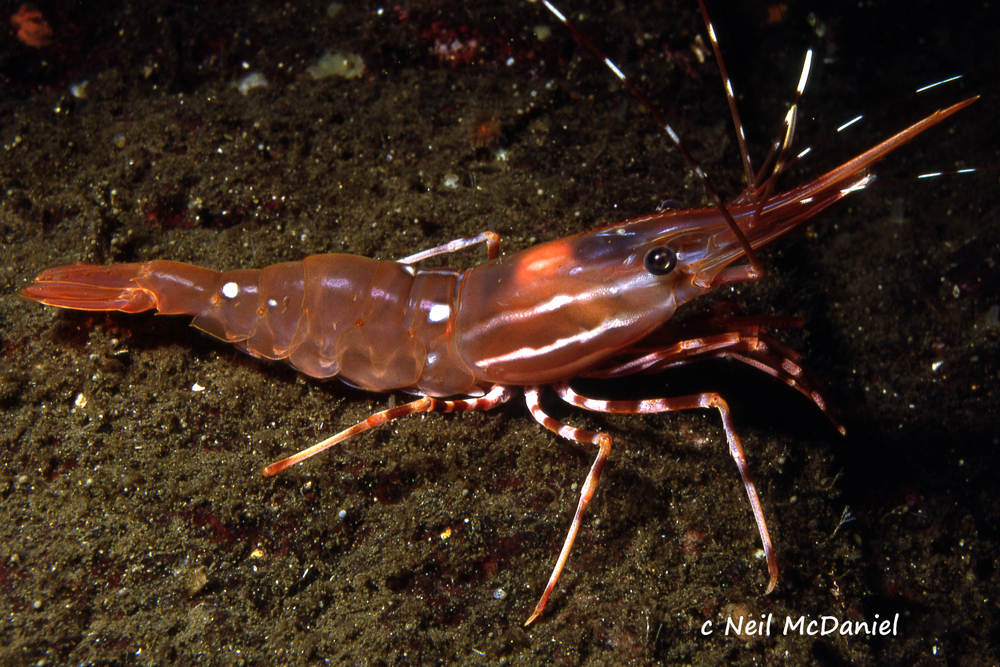 California Spot Prawn (RCA monitoring annotation species ID guide ...
