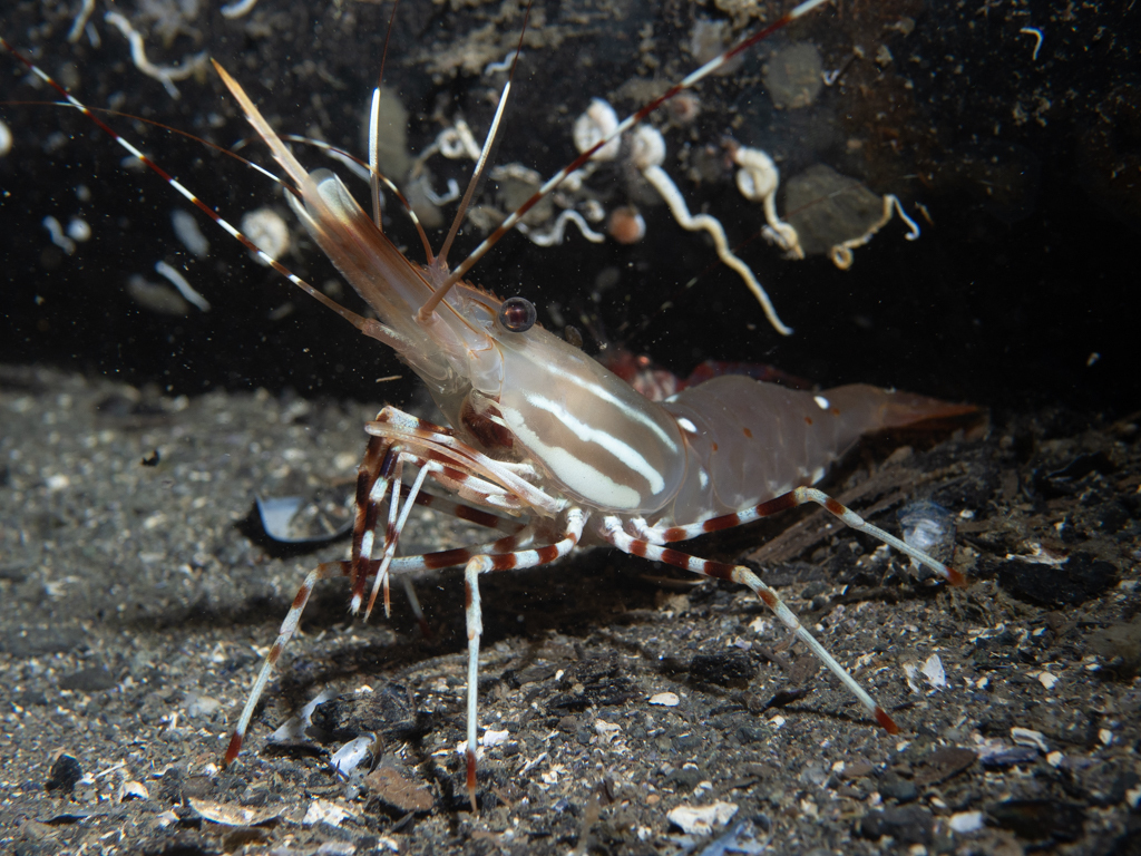 California Spot Prawn (RCA monitoring annotation species ID guide ...