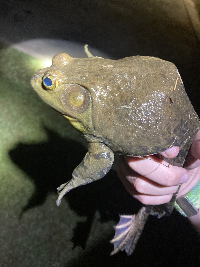 American Bullfrog from Commerce Dr, Statesboro, GA, US on October 25 ...