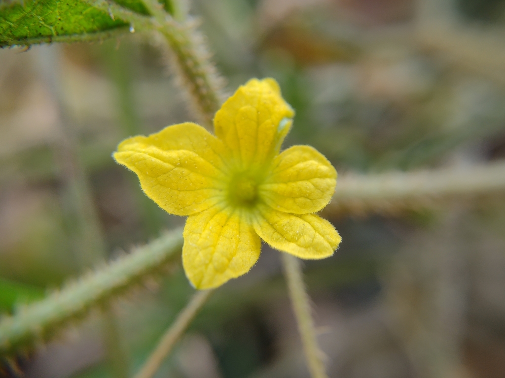 Cucumis melo agrestis in October 2024 by Lee Kelly. Roadside. Retrorse ...