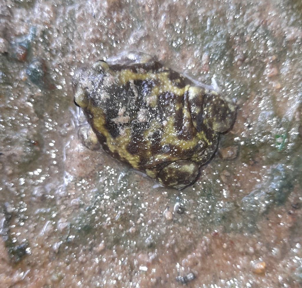 Marbled balloon frog in October 2024 by Anjana_Vijayarathna. Marbled ...