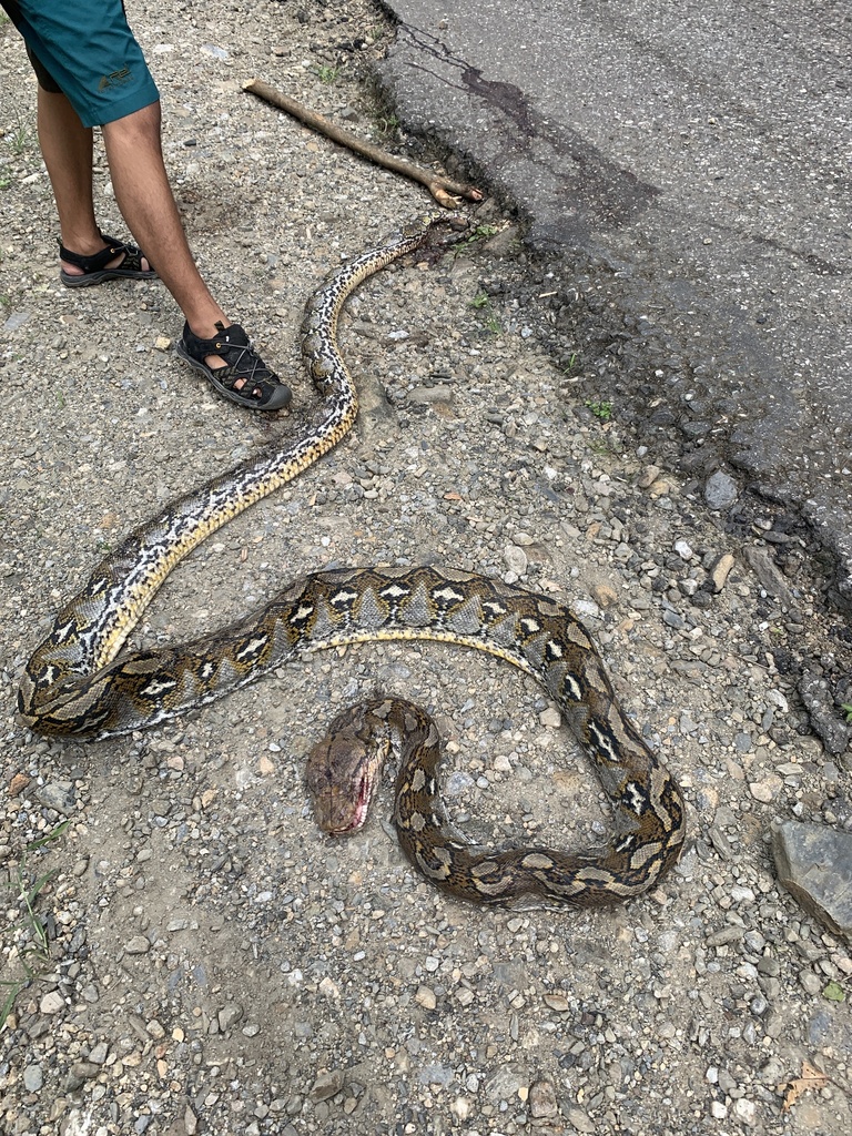 Reticulated Python from Sulawesi, Kabupaten Kolaka Utara, Southeast ...