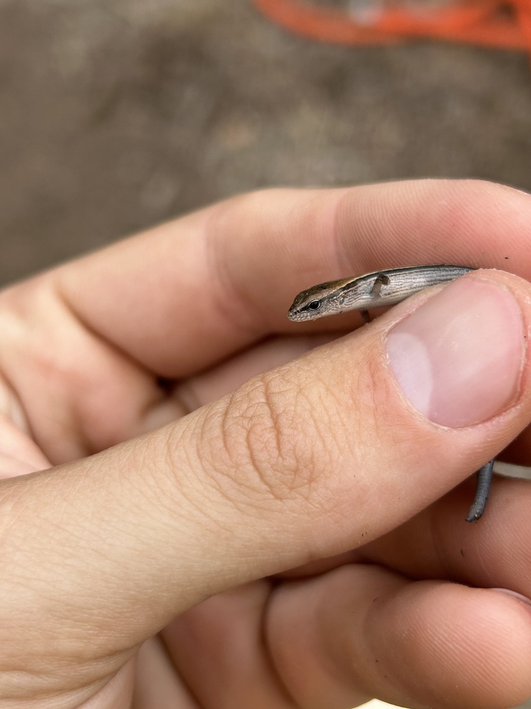 Little Brown Skink from E Martin Luther King Jr Blvd, Austin, TX, US on ...