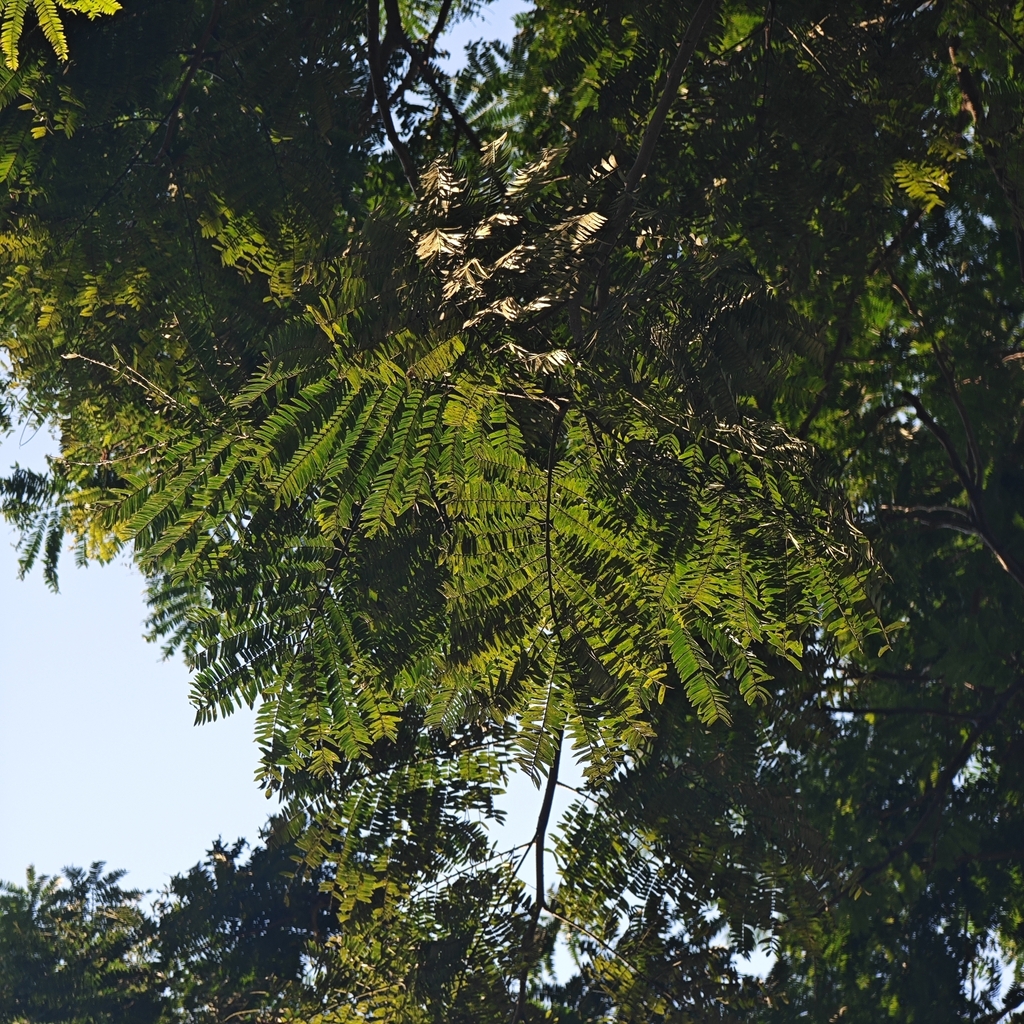 elephant ear tree from Fluvial Vallarta, Puerto Vallarta, Jal., México ...