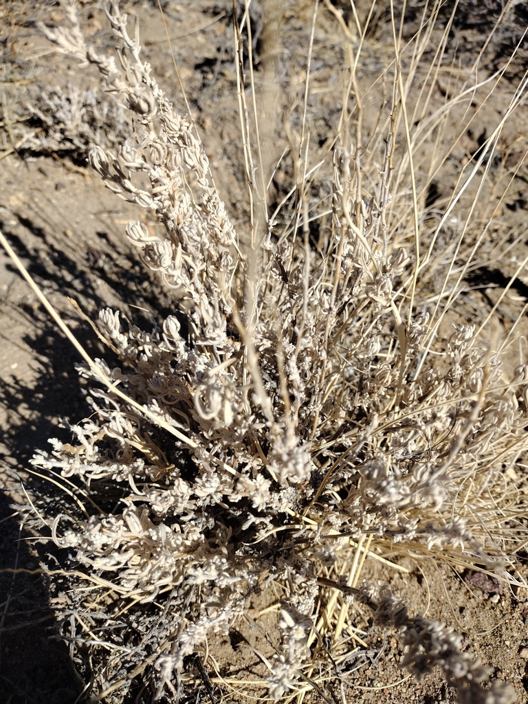 Winterfat from Tonopah, NV 89049, USA on October 28, 2024 at 11:26 AM by Ryan Robles · iNaturalist