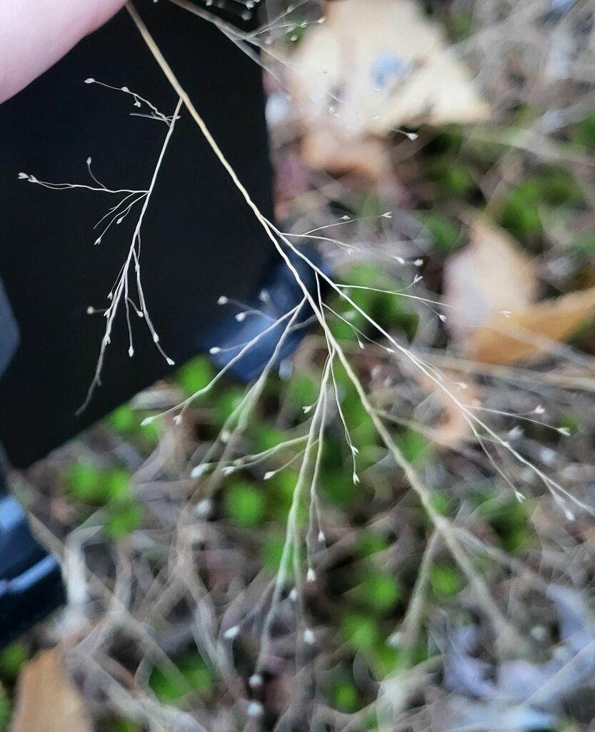 Philadelphia panic grass from Sault Ste. Marie, ON, Canada on October ...