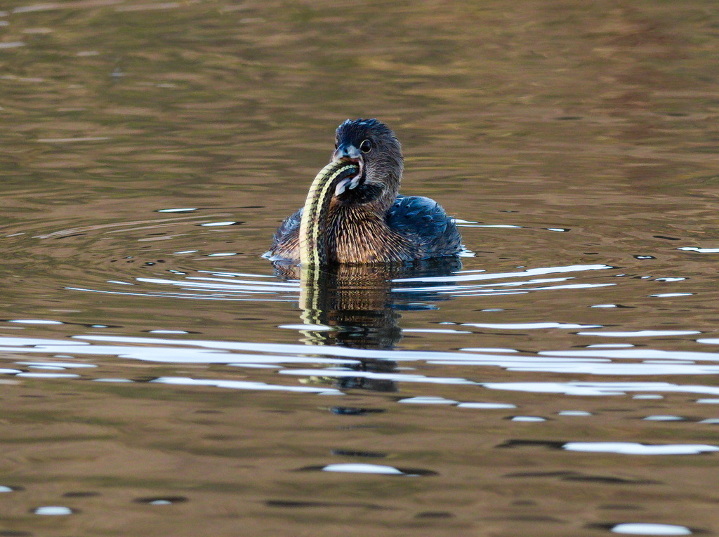 Pied-billed Grebe from Mueller, Austin, TX, USA on February 2, 2021 at ...
