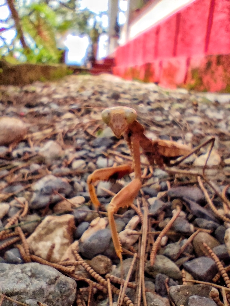 Timor Giant Mantis from Balibo District, Balibo, Timor-Leste on January ...