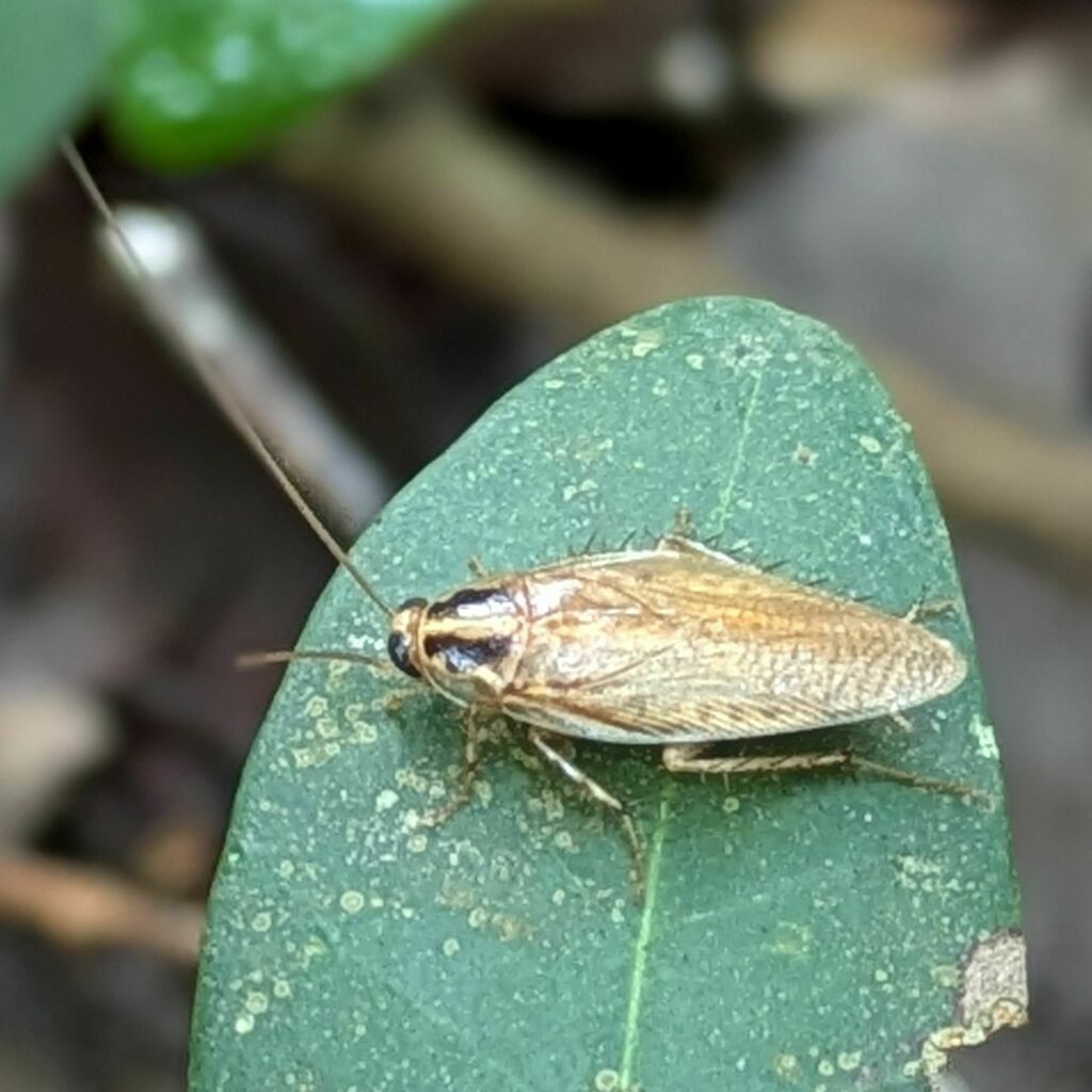 Asian Cockroach from Mortandi, Pattanur, Tamil Nadu, India on August 7 ...