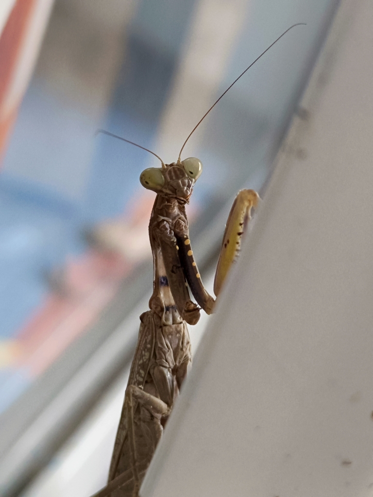 Giant Asian Mantises from 8FW8+252, Lake Sebu, South Cotabato ...