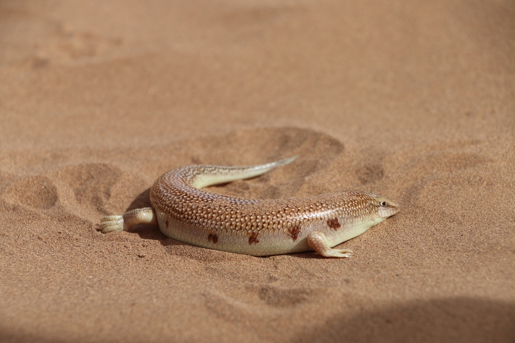White-banded Sandfish from Ouarzazate, MA-SM, MA on October 22, 2024 at ...