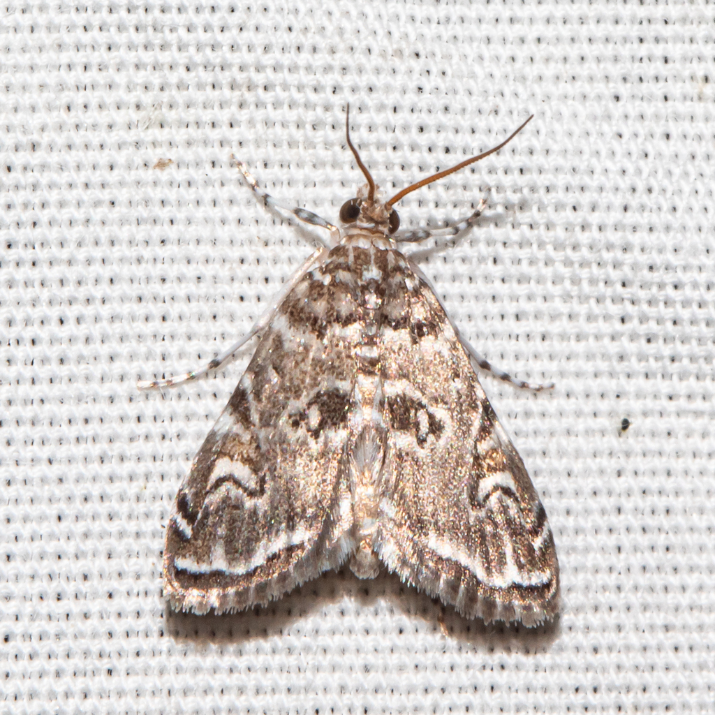 Waterlily Borer Moth from Anne Arundel County, MD, USA on September 11 ...
