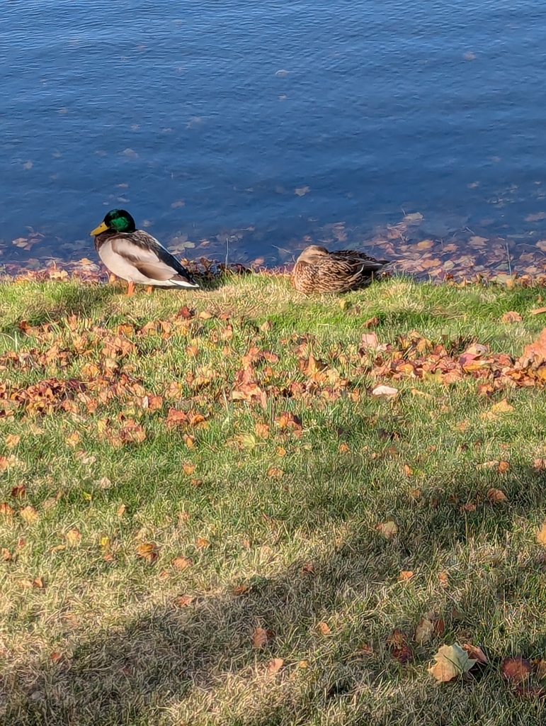 Mallard from Wheeling, IL, USA on October 29, 2024 at 01:47 PM by ...
