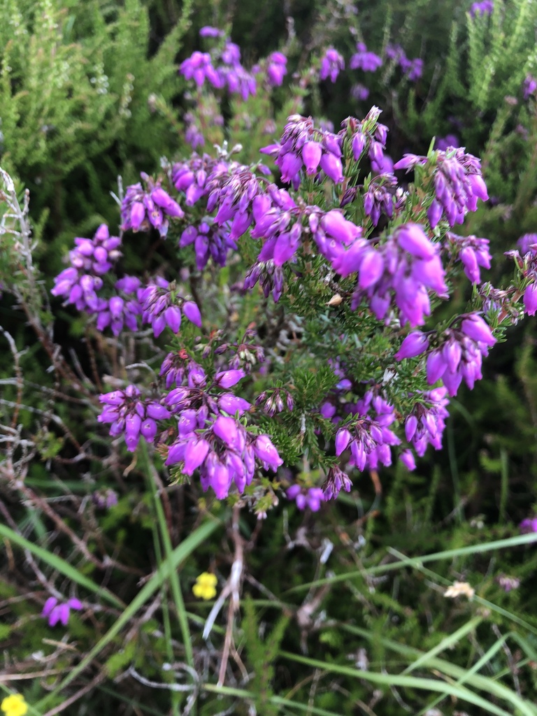 Bell Heather from Fort Dunree, Buncrana, Co. Donegal, IE on June 29 ...