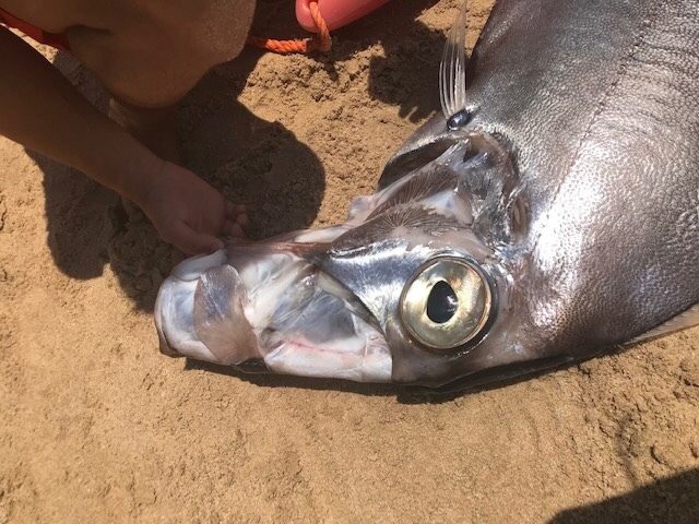 Dealfish (Trachipterus arcticus) - Marine Life Identification