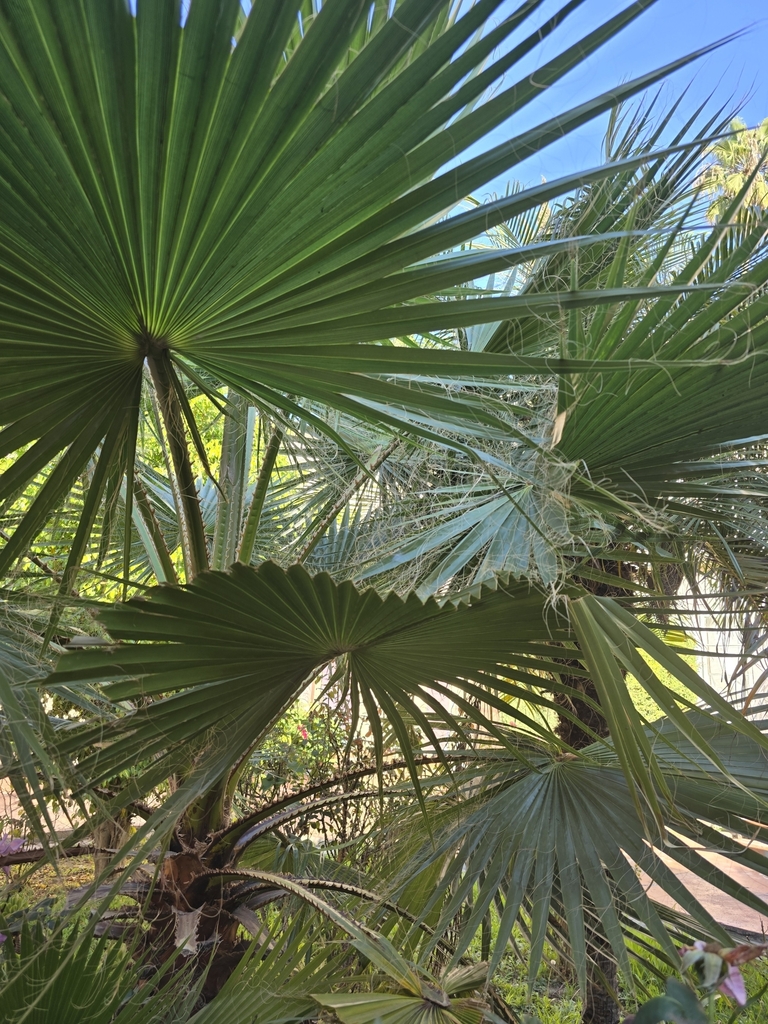 Fan Palms from Pico-Union, Los Angeles, CA, USA on October 29, 2024 at ...