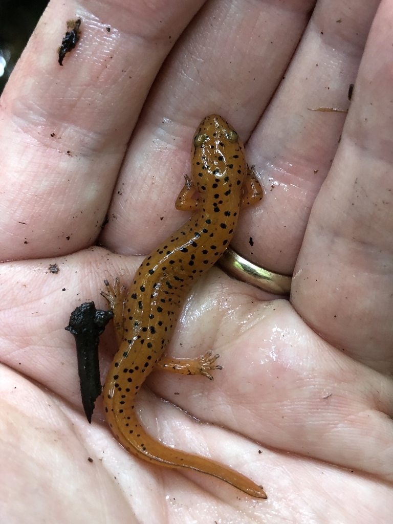 Red Salamander from 1000–1010 Tunnel Hill Varnell Rd, Varnell, GA, US ...