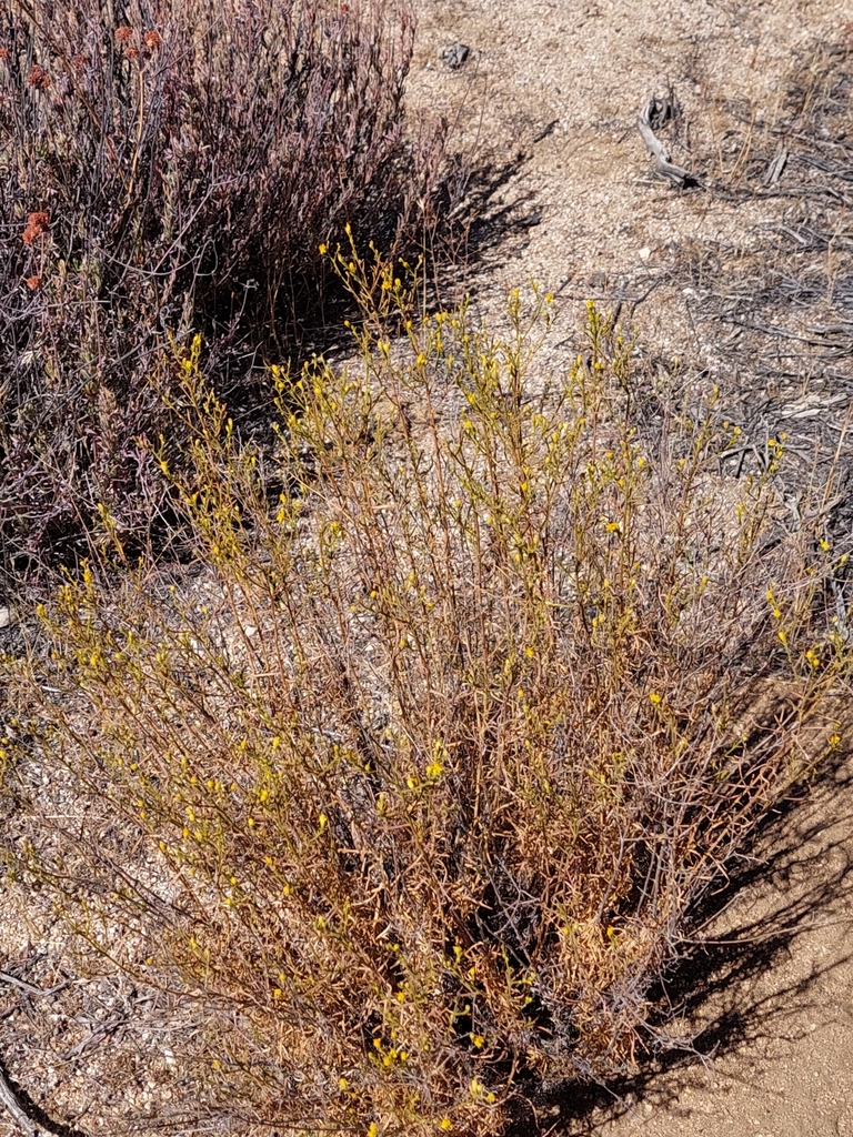 California matchweed from 22771 B.C., México on October 24, 2024 at 12: ...