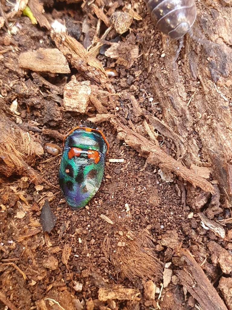Metallic Shield Bug from Ivanhoe VIC 3079, Australia on October 30 ...