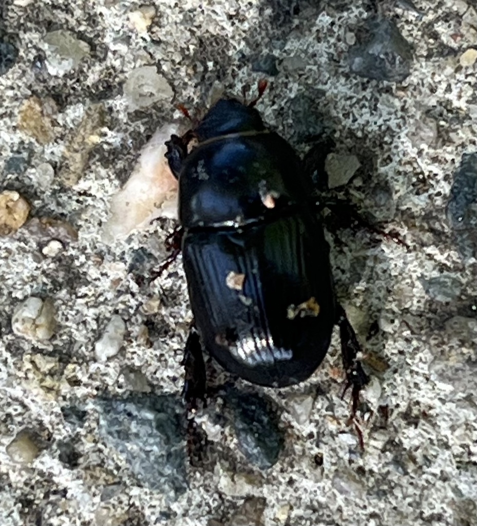 African Black Beetle from Limestone Av, Braddon, ACT, AU on October 30 ...