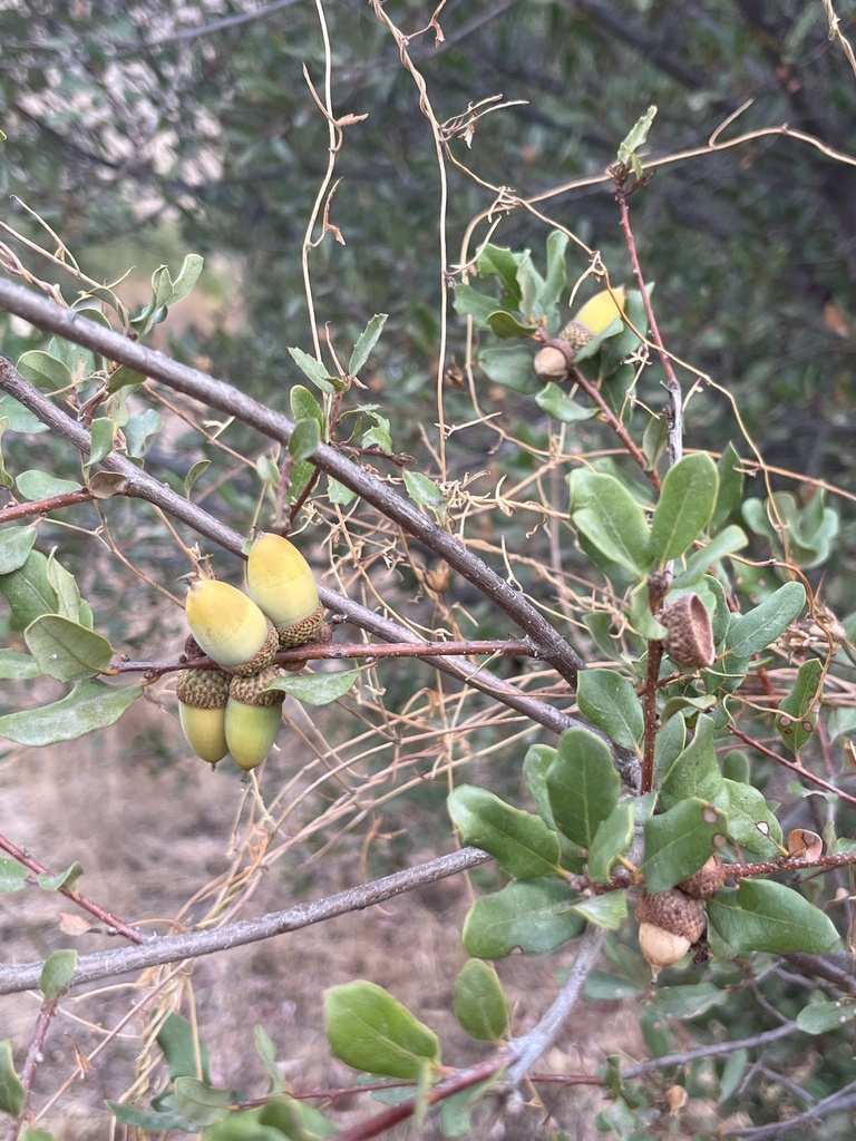 Torrey's Hybrid Oak from San Diego County, US-CA, US on October 29 ...