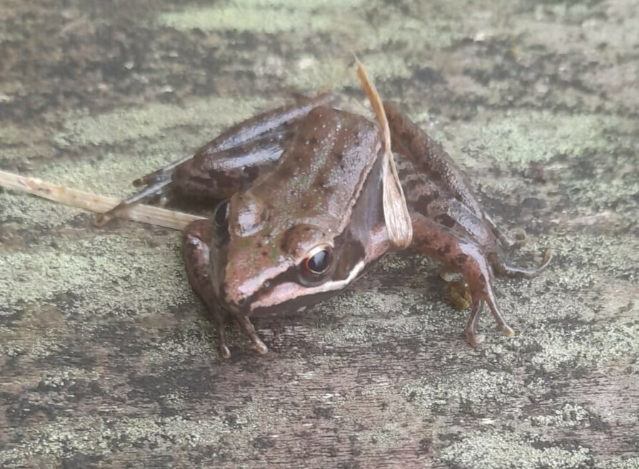 Highland Frog from La Encantada Private Reserve, El Salvador on October ...