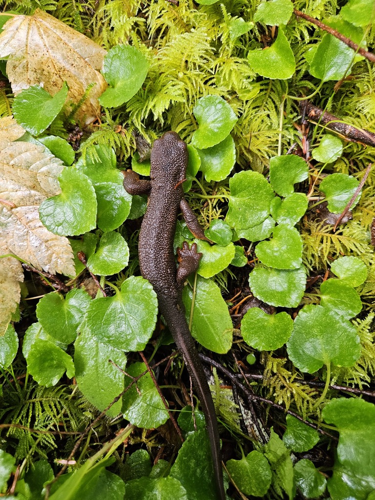 Rough-skinned Newt from Lincoln County, OR, USA on October 29, 2024 at ...