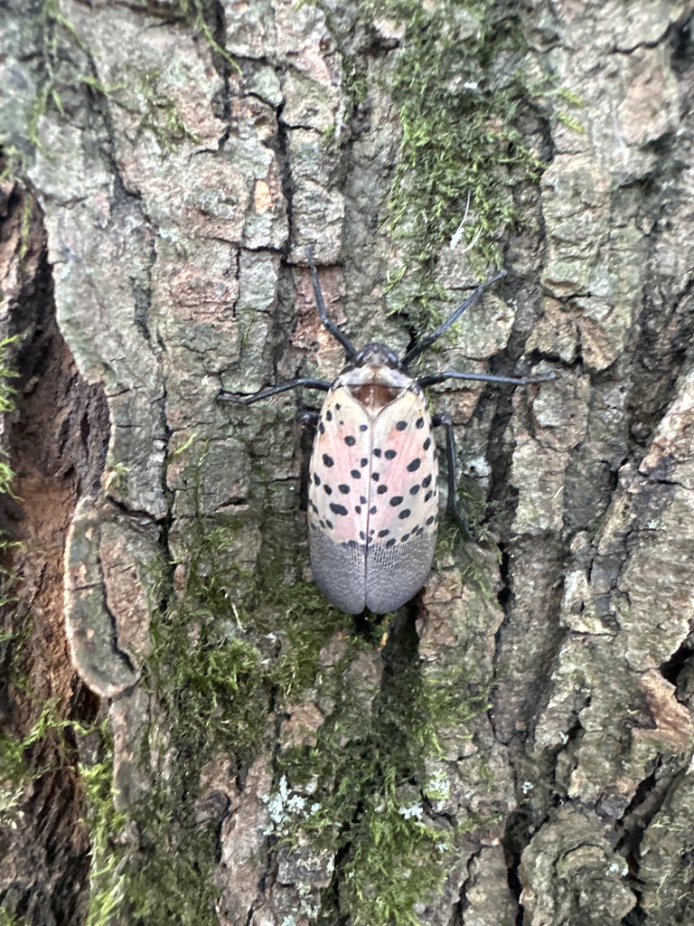 Spotted Lanternfly from Perry County, US-PA, US on October 27, 2024 at ...
