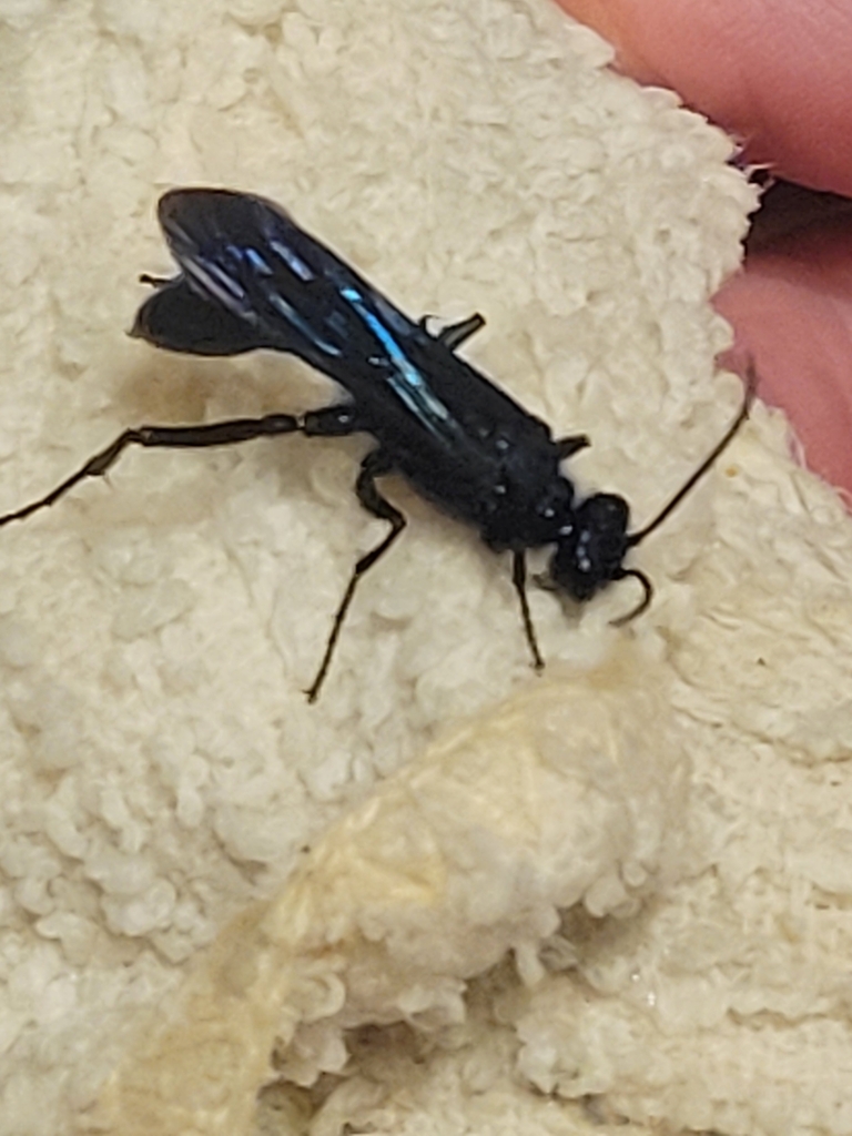 Nearctic Blue Mud-dauber Wasp from Worthington, ON P0M 3H0, Canada on ...
