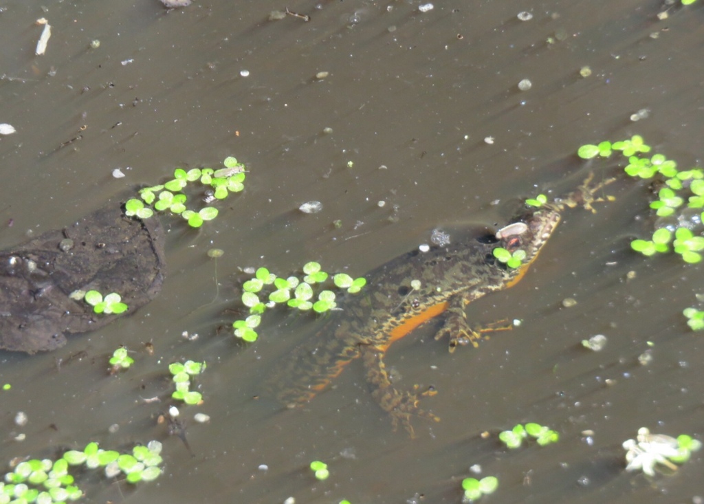 Italian Alpine Newt in July 2019 by Xav · iNaturalist