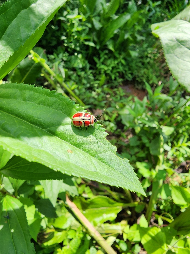 Alagoasa scissa from Rio Pinheiro, Mariópolis - PR, 85525-000, Brasil ...