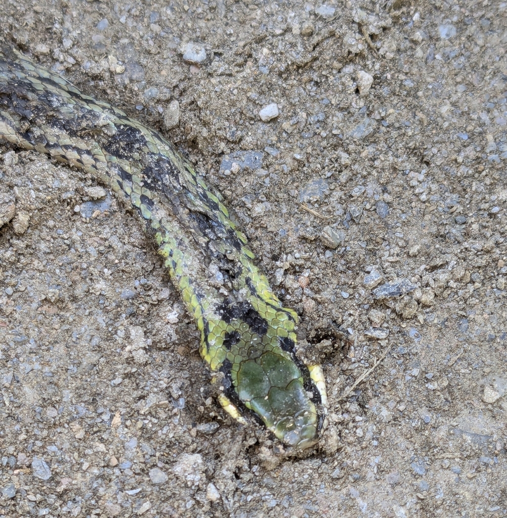 Erythrolamprus andinus from Irupana, Bolivia on October 17, 2024 at 09: ...