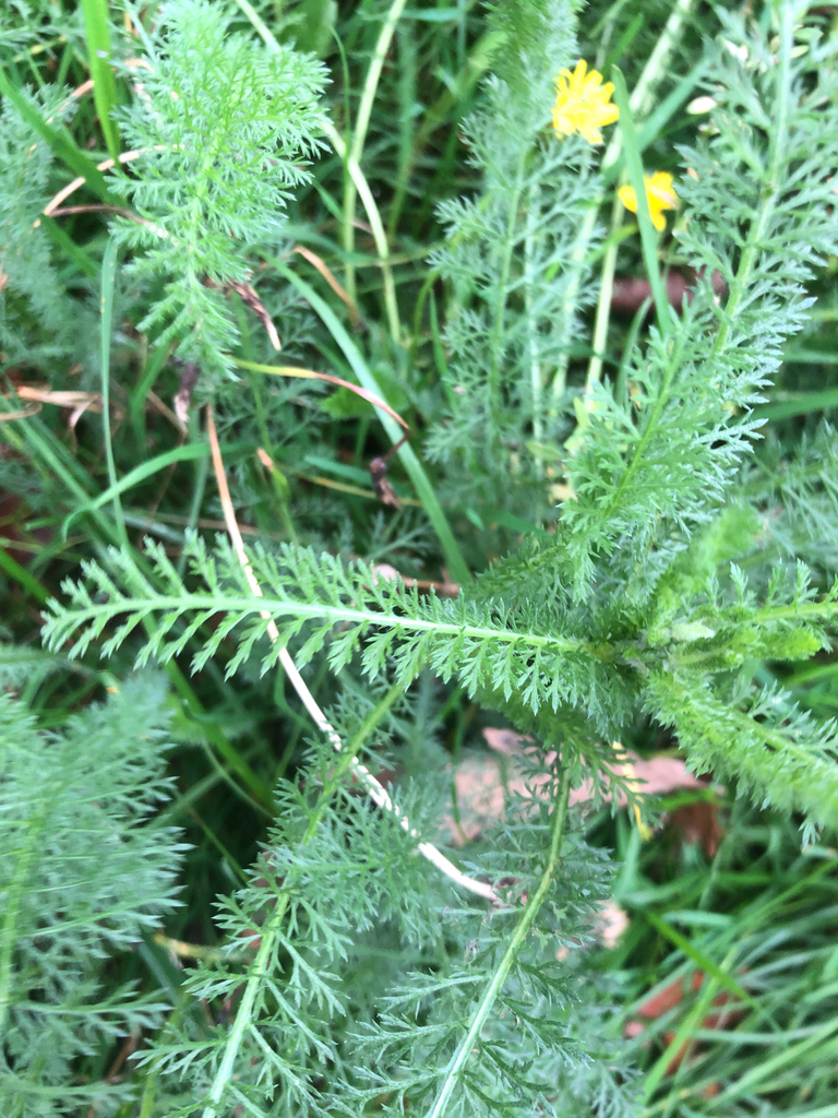 common yarrow from Oxford on October 29, 2024 at 03:28 PM by Isaac ...