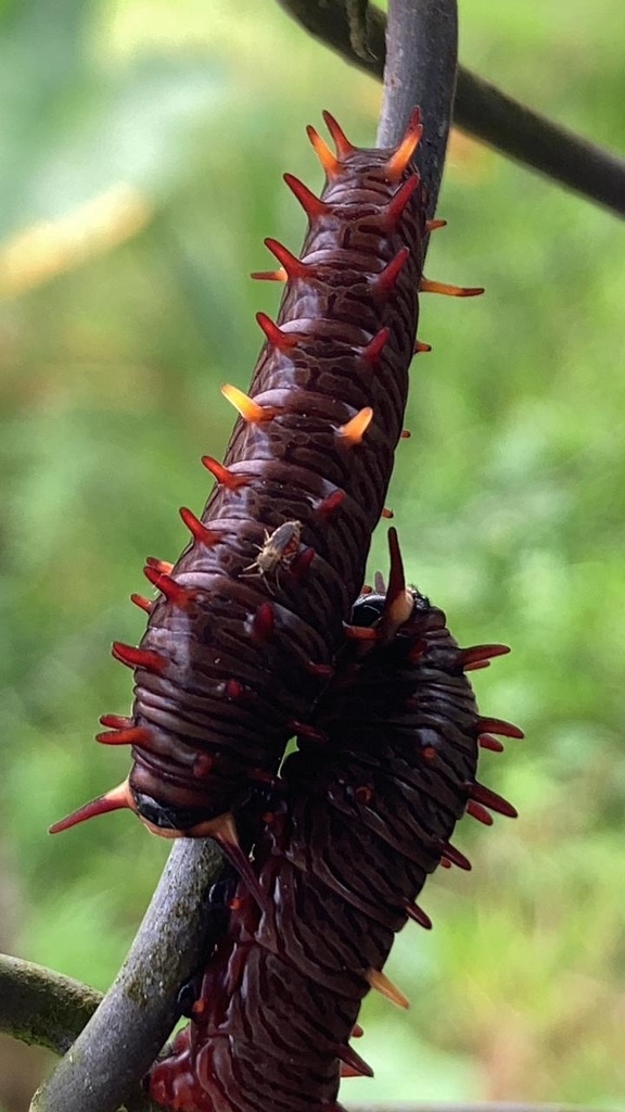 Pipevine Swallowtails and Allies from Upala, Alajuela, CR on October 30 ...