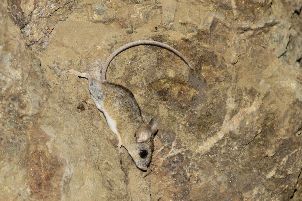 North American Deer Mice from Zacatecas, Mexico on October 29, 2024 at ...