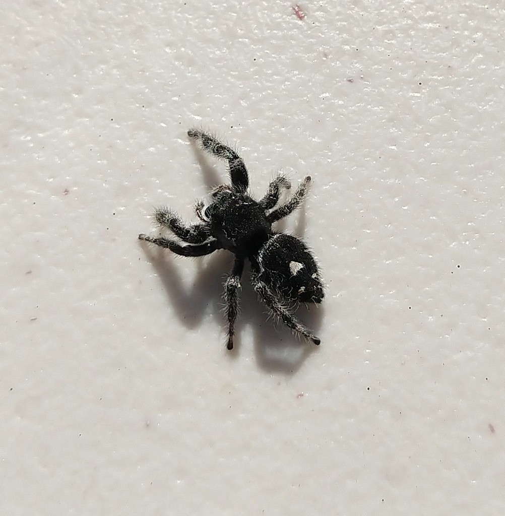 Bold Jumping Spider from Grand Chute, WI, USA on July 11, 2019 at 04:55 ...