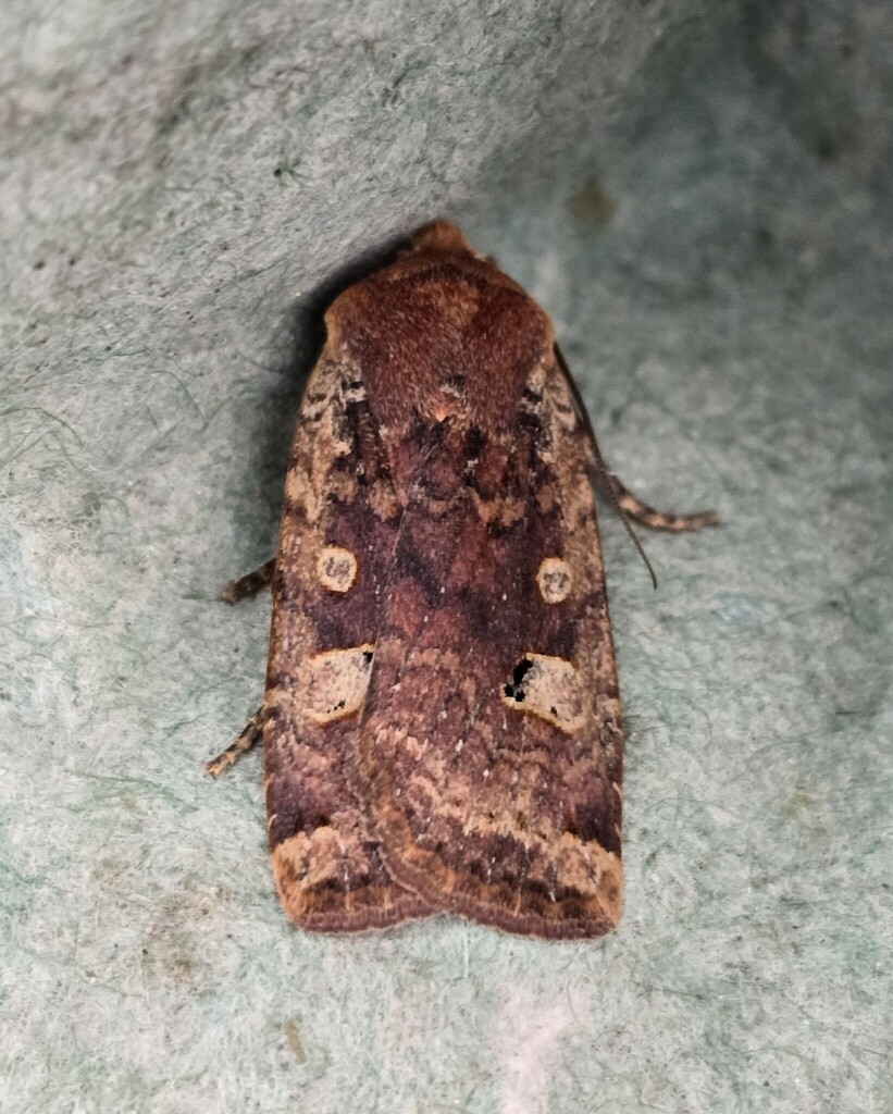 Red-headed Chestnut from 5472 1 Kastel, Bulgaria on October 30, 2024 at ...