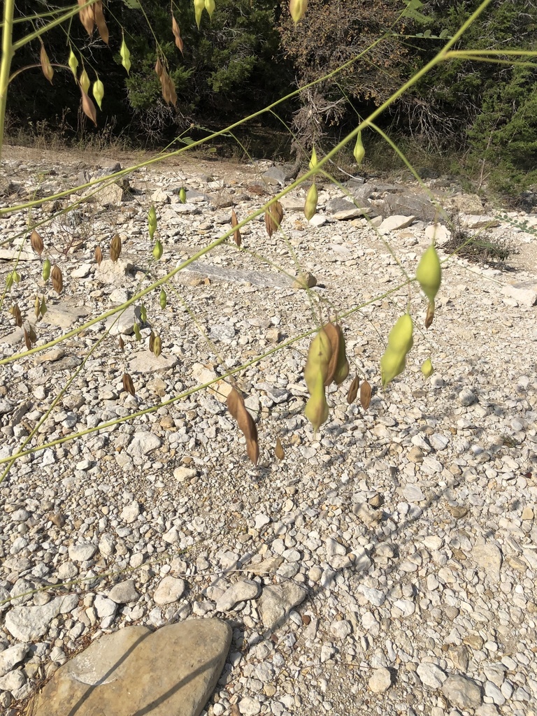 Bladder Pod from Glen Rose, TX, US on October 30, 2024 at 10:51 AM by ...
