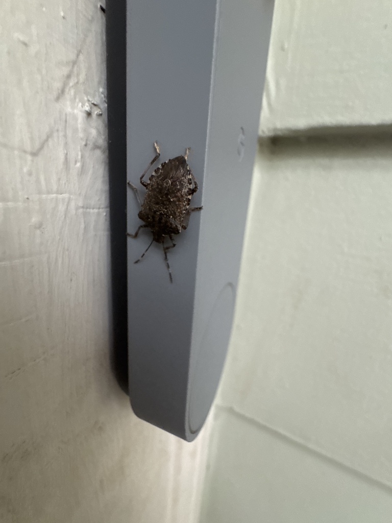 Brown Marmorated Stink Bug from NW 73rd St, Seattle, WA, US on October ...
