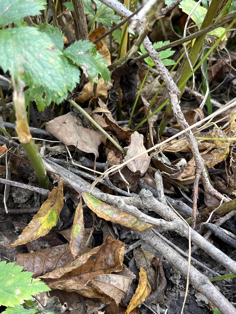 Spring Peeper from Conneaut, OH, US on October 30, 2024 at 01:15 PM by ...