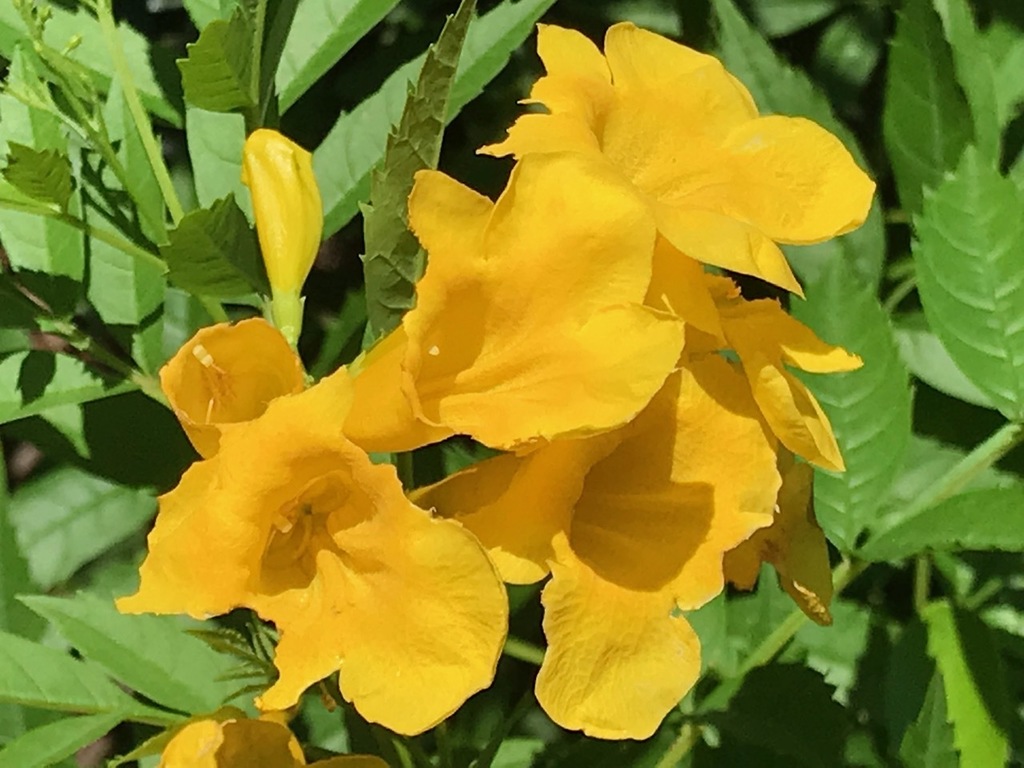 yellow trumpet flower from Austin, TX, USA on July 11, 2019 at 12:37 PM ...