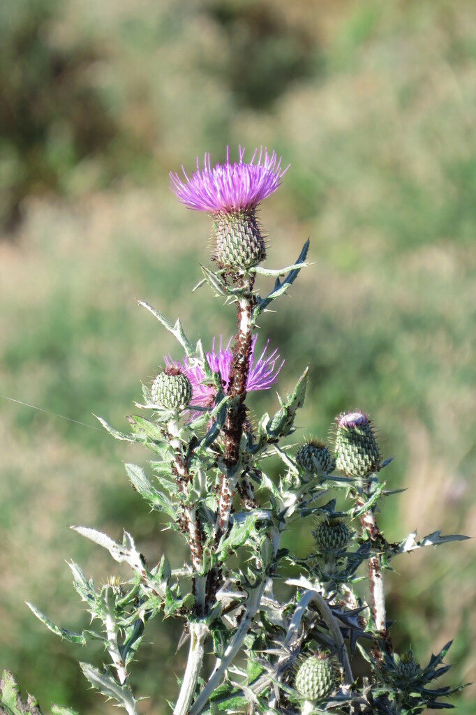 Tall Thistle from Medora, ND 58645, USA on July 30, 2015 at 07:43 AM by ...