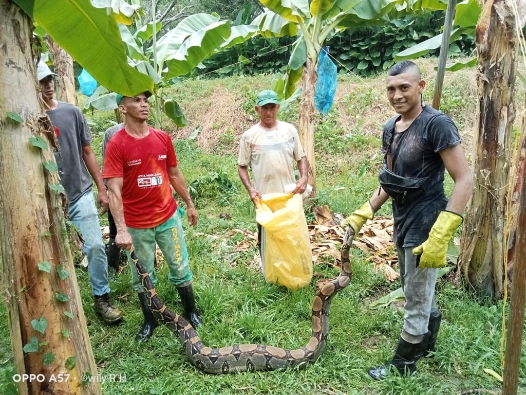 Mazacuata desde Carepa, CO-AN, CO el 30 de octubre de 2024 a las 06:17 ...