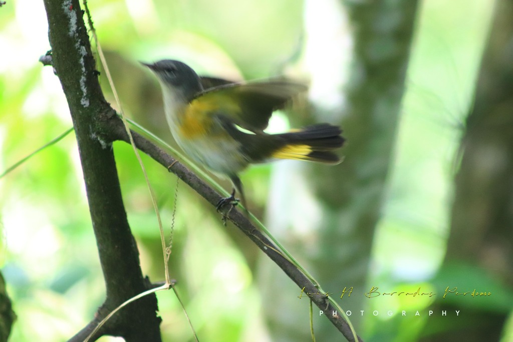 American Redstart from Nido del Halcón, Col Santa Bárbara, Ver., México ...