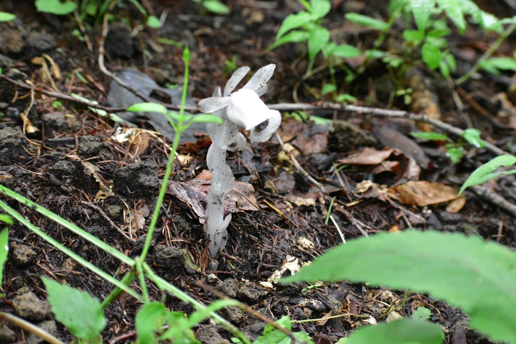 Monotropastrum humile from 3390-99, Nagakura, Karuizawa-Machi, Kitasaku ...