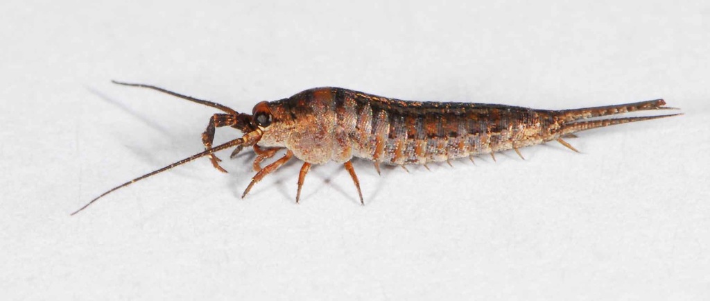 Jumping Bristletail (Insects of Ohio) · iNaturalist