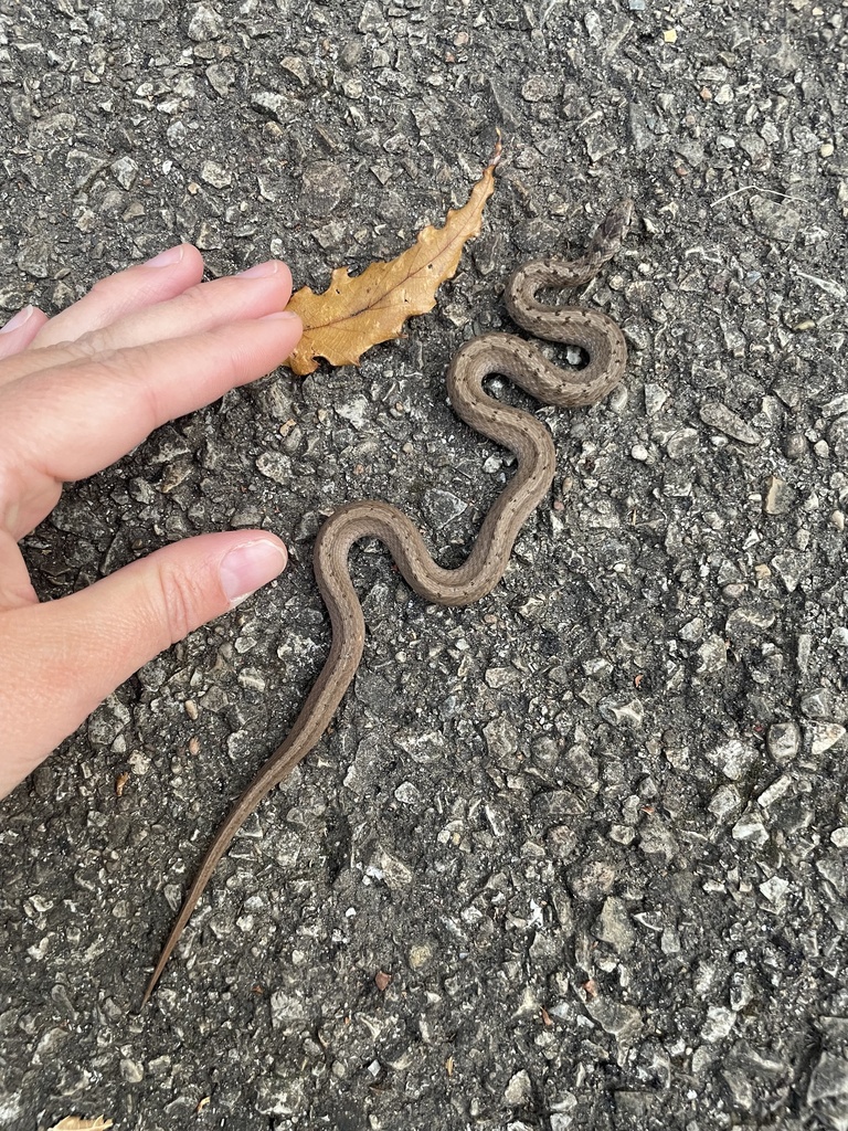 DeKay's Brownsnake from Turkey Foot Park, Zionsville, IN, US on October ...