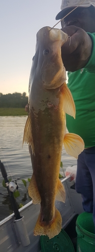 Genus Hemisorubim · iNaturalist United Kingdom