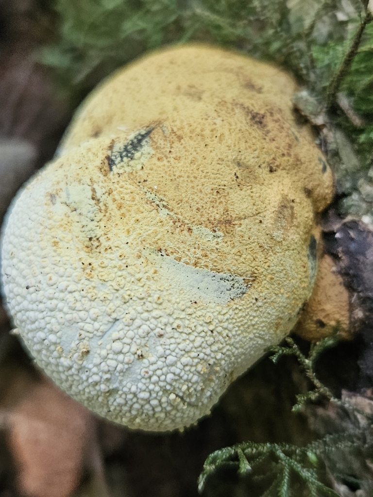 Lycoperdon from Maleny QLD 4552, Australia on October 31, 2024 at 12:03 ...